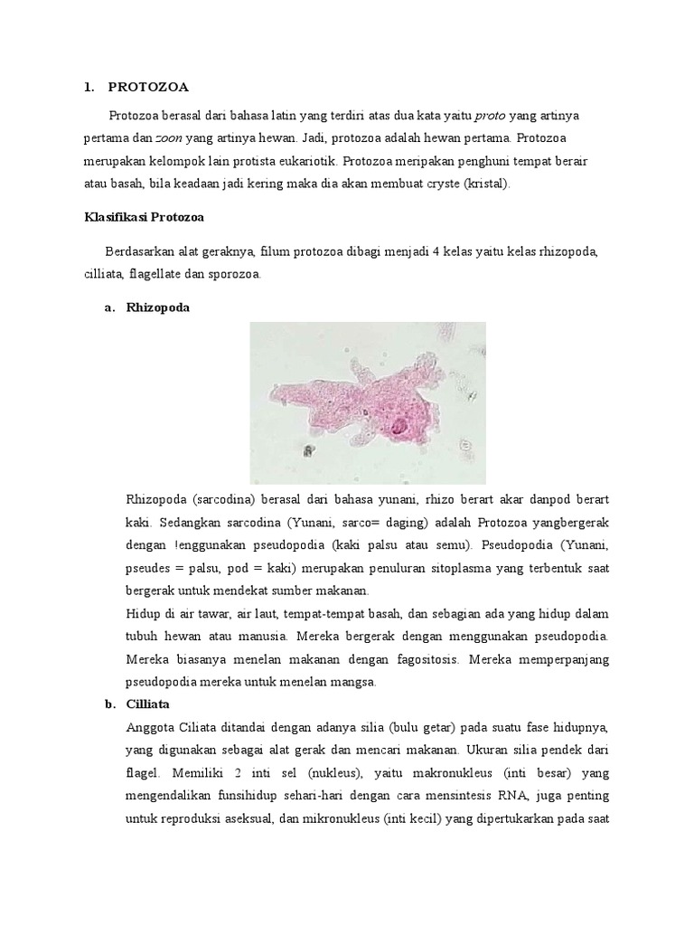 Klasifikasi dan Ciri Protozoa, Rotifera, Cladocera | PDF | Griya & Taman | Kesehatan Holistik