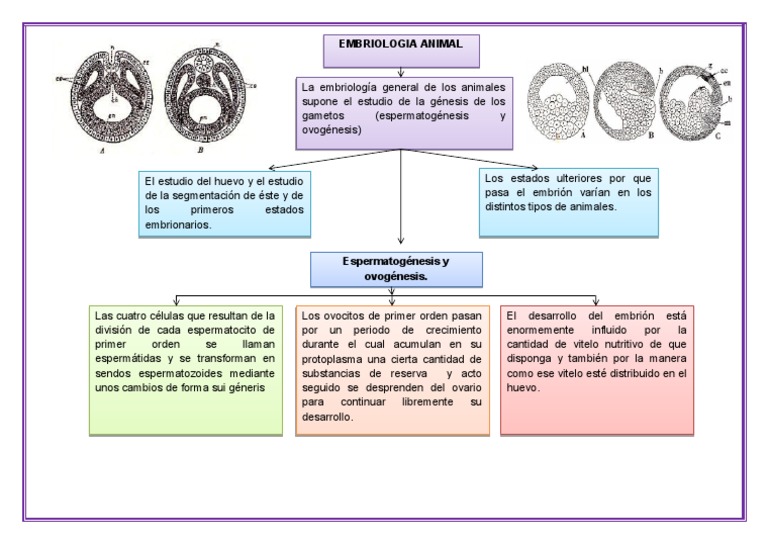 Embriología Animal: Ovogénesis y Desarrollo | PDF