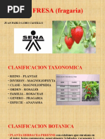 Infografía sobre la fresa y sus beneficios | PDF | fresa | Plantas