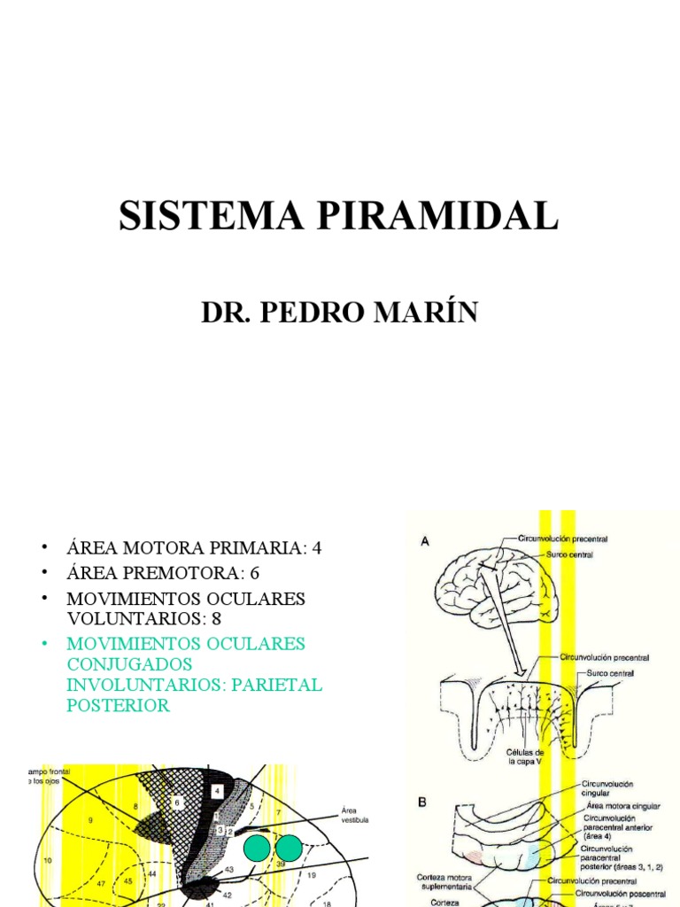 Sistema Piramidal y Extrapiramidal. Dr. Pedro Marín | PDF