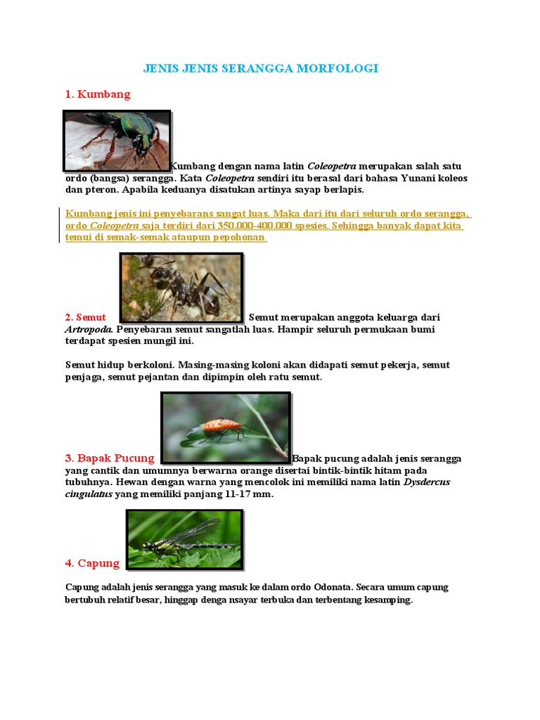 Jenis Jenis Serangga Morfologi | PDF