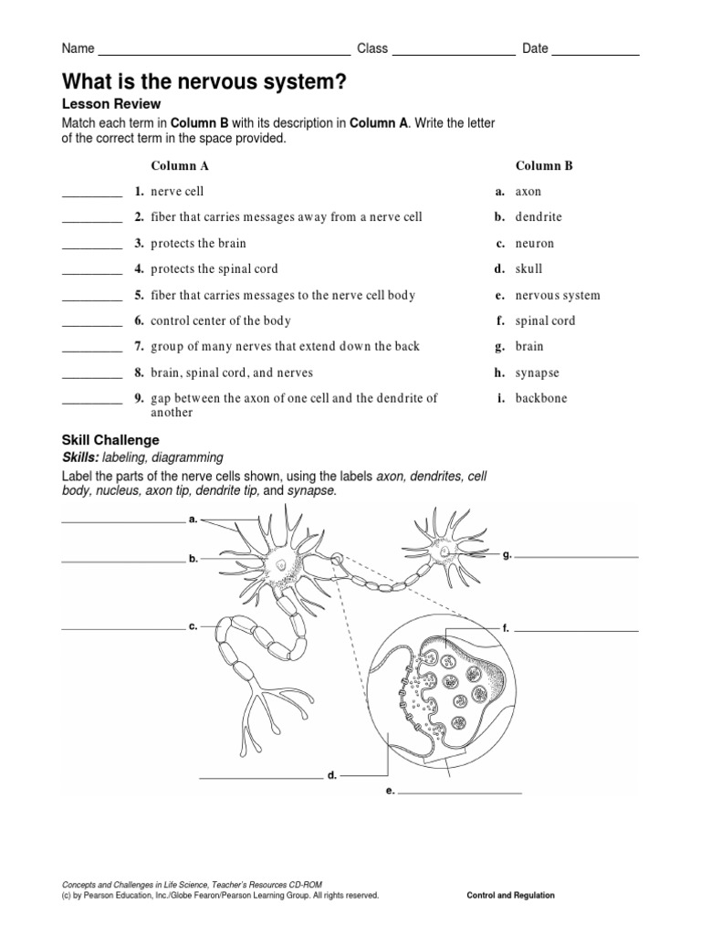 Nervous System Worksheet | PDF