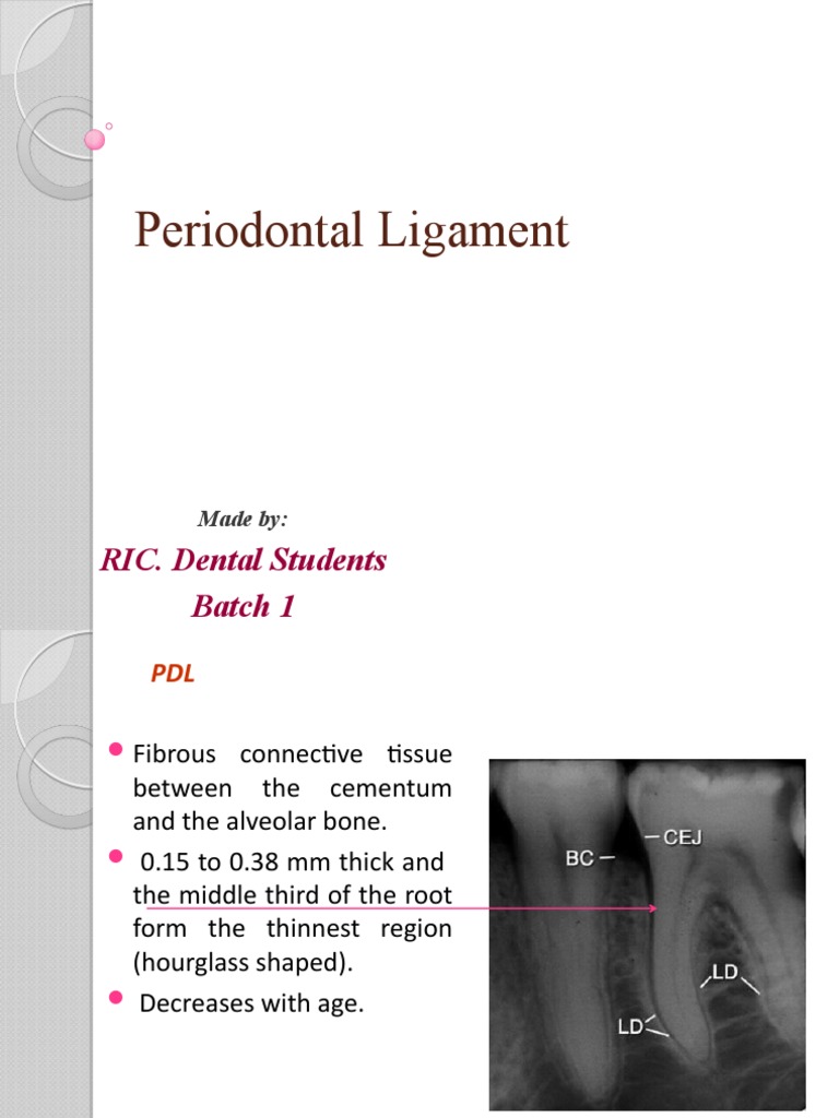 Periodontal Ligament: RIC. Dental Students Batch 1 | PDF | Human Tooth ...