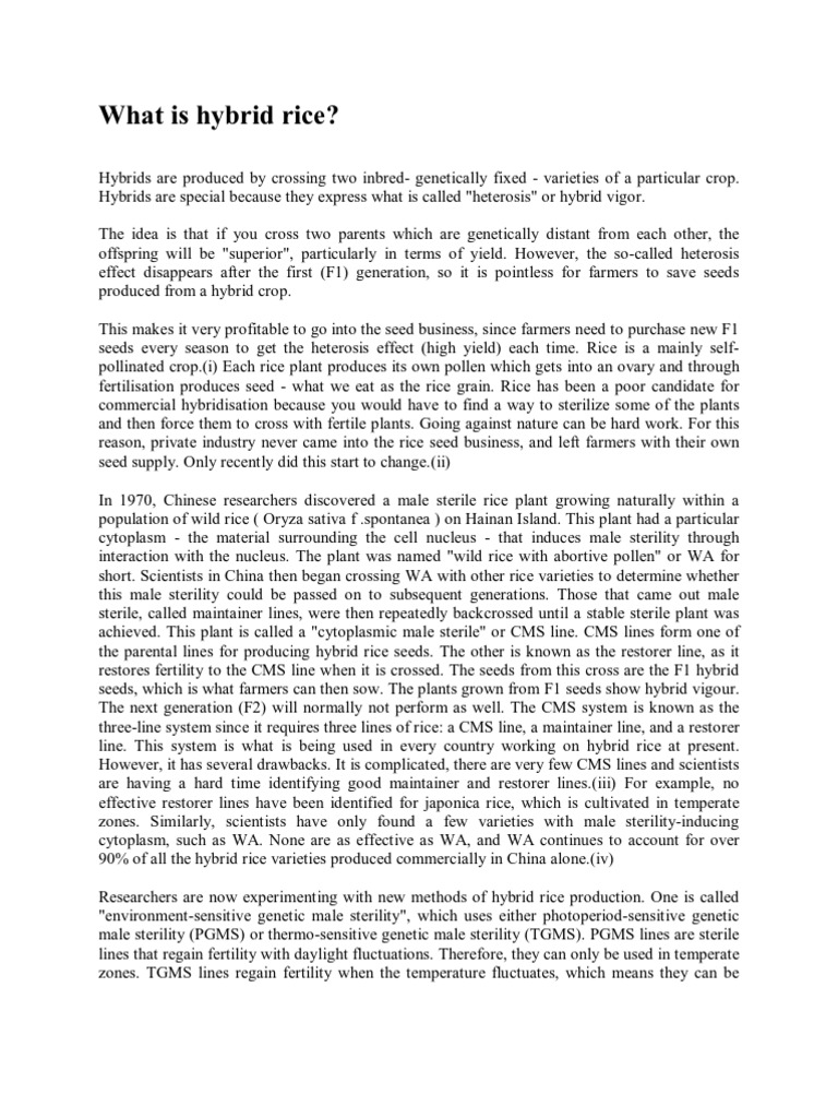 What Is Hybrid Rice | PDF | Plant Breeding | Hybrid (Biology)