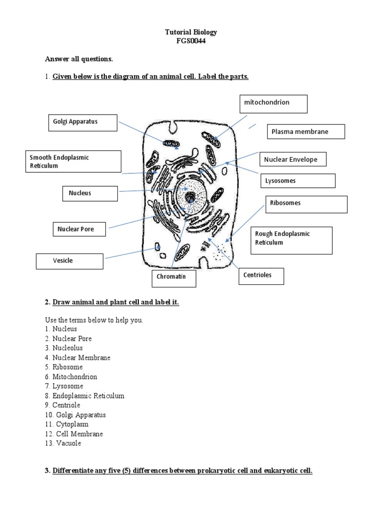 Tutorial Biology FGS0044 Answer All Questions. Diagram of An Animal ...