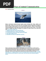 Blue Whale Communication Methods | PDF | Whales | Cetaceans