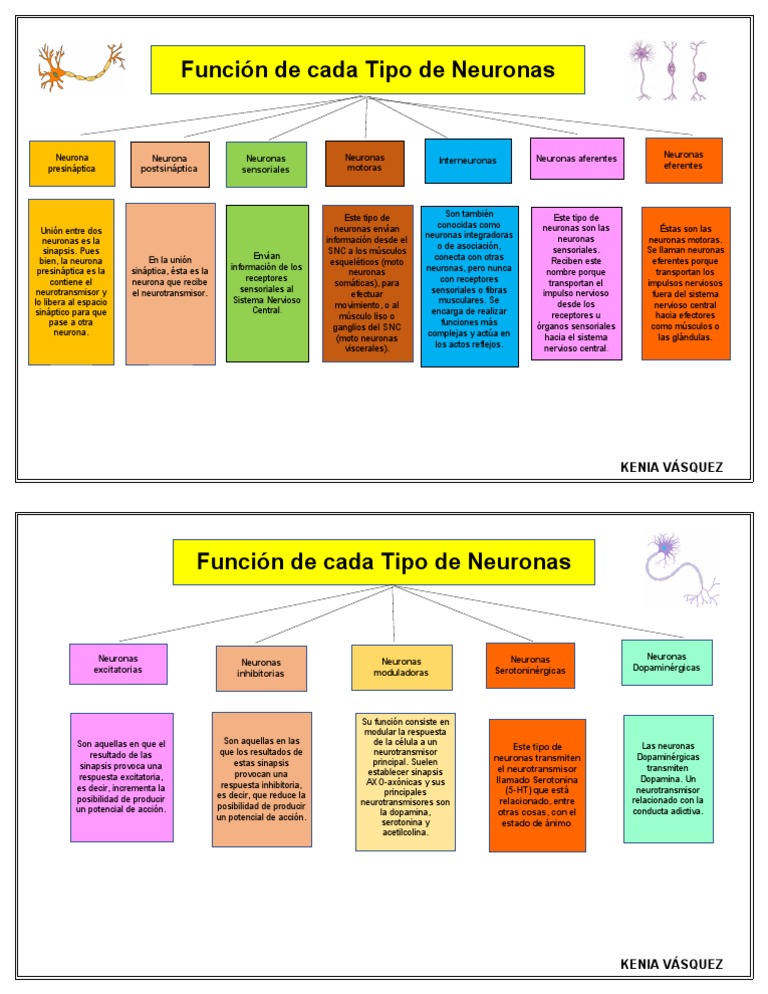 Tipos de Neuronas | PDF | Sinapsis | Neurona