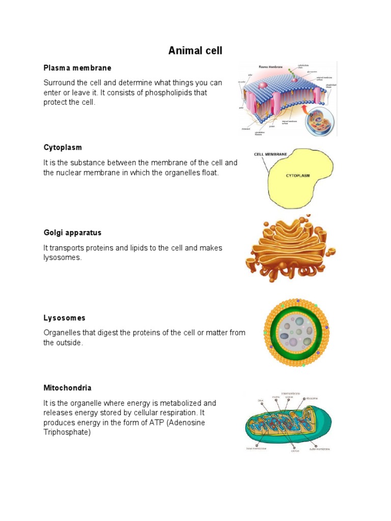 Animal Cell: Plasma Membrane | PDF
