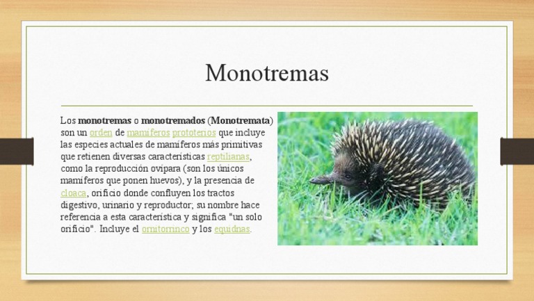 Características distintivas de los monotremas, los mamíferos más ...