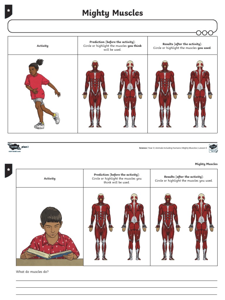 Mighty Muscles Activity Sheet - Pictures Included | PDF | Science ...