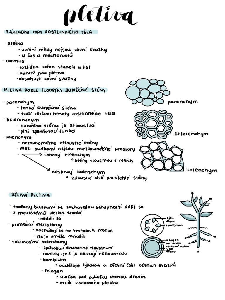 Rostlinná Pletiva 1 | PDF
