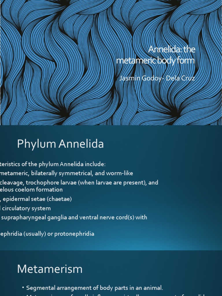 Metameric Body Form: An Overview of the Phylum Annelida Focusing on ...