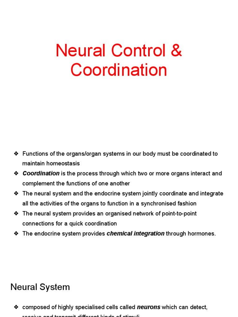 Neural Control and Coordination Overview | PDF | Chemical Synapse ...