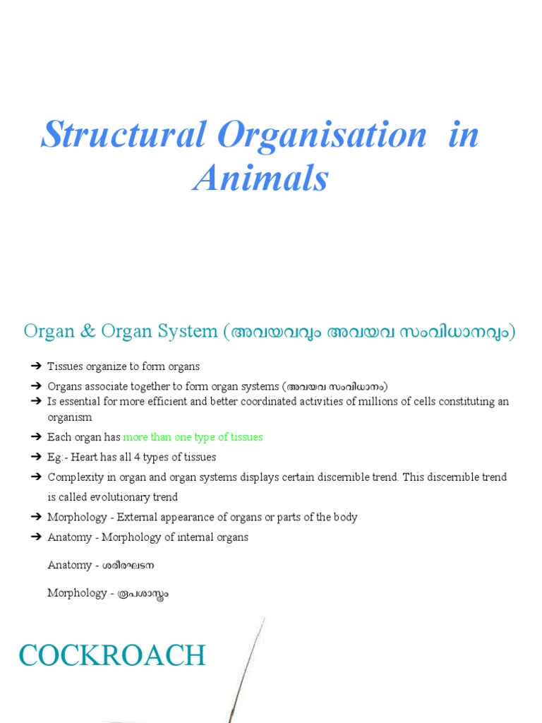Structural Organisation in Animals Cockroach | PDF | Organ (Anatomy ...