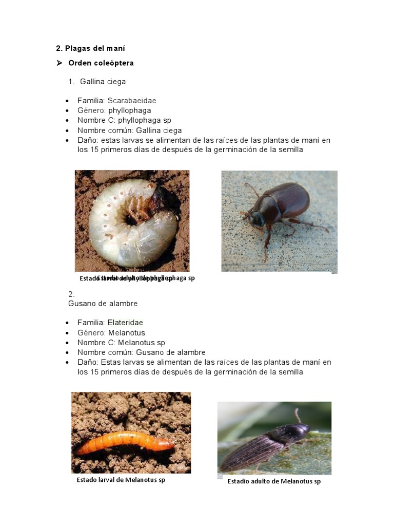 Plagas del maní y su control | PDF | Hoja | Insectos
