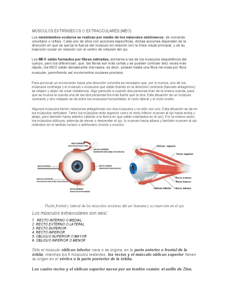 Teoria Musculos Extraoculares | PDF | Ojo | Músculo