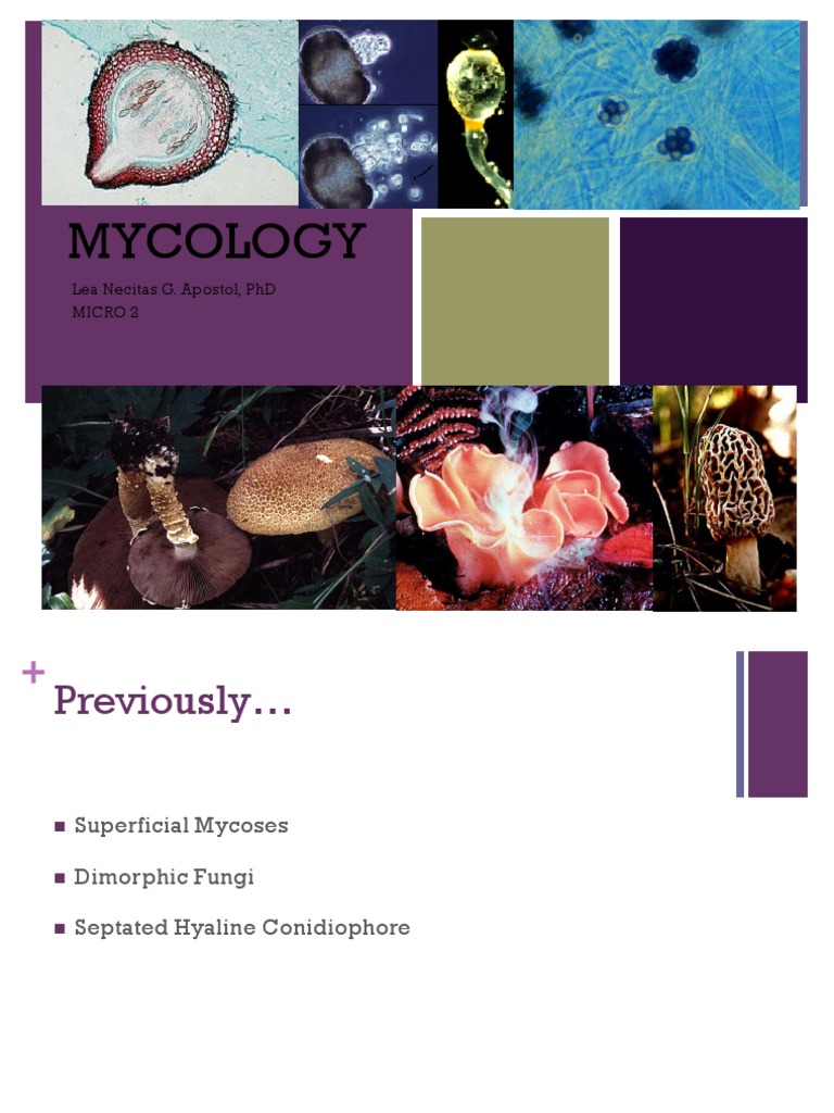 Myco 3 Phaeoid Zygomycetes | PDF | Fungus | Mycology