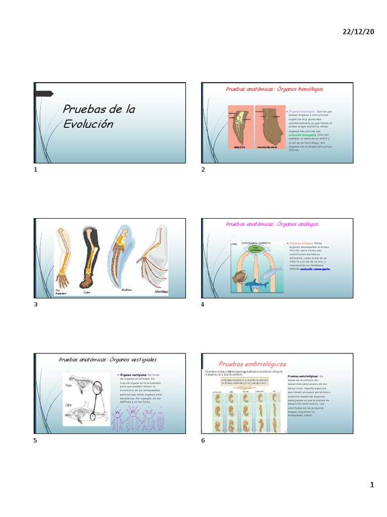 Pruebas de la Evolución: Tipos y Ejemplos | PDF | Evolución | Especies