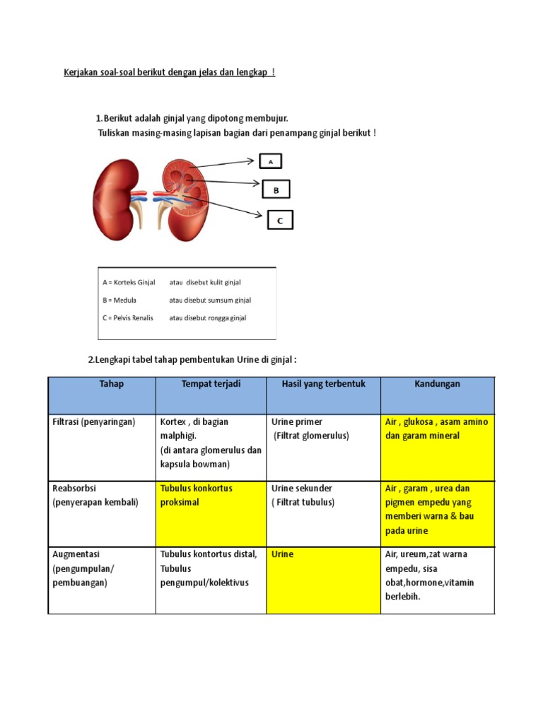 Fungsi Ginjal dan Hati dalam Ekskresi | PDF