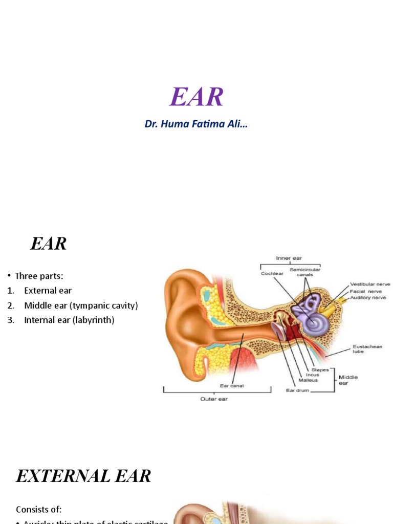 Dr. Huma Fatima Ali | PDF | Ear | Auditory System