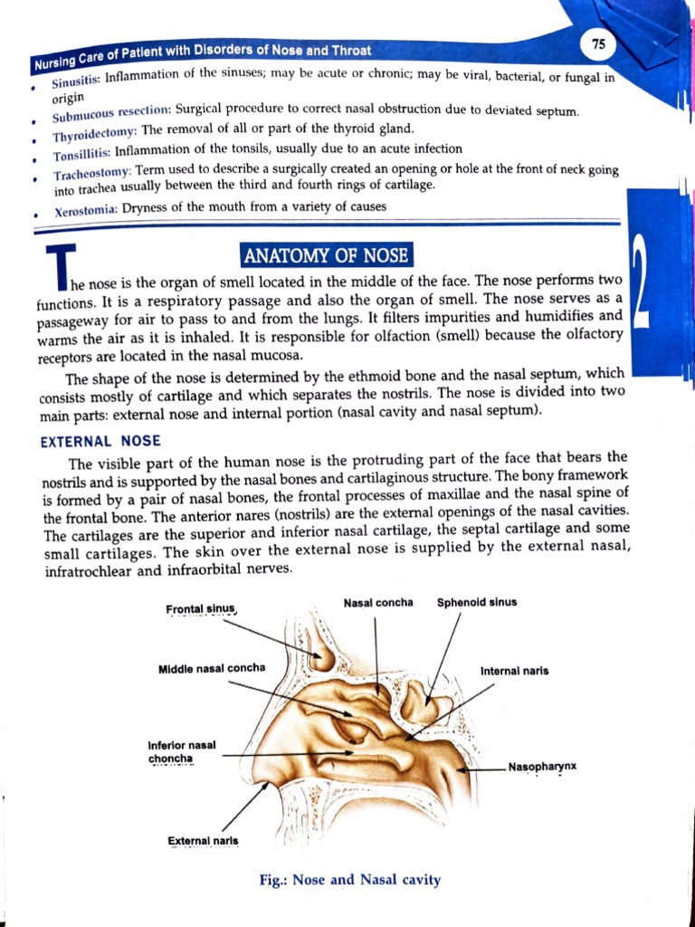 Nose and Throat | PDF