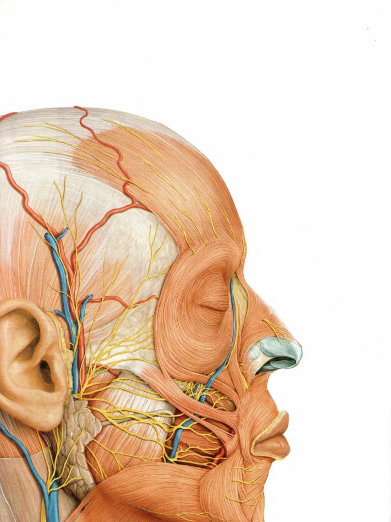 Prometheus Atlas Anatomia14 | PDF