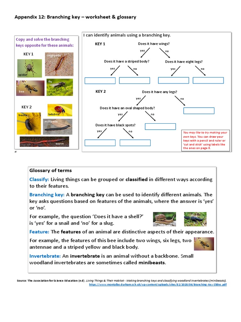 12 Branching Key Activity Appendix 12 | PDF | Invertebrate | Zoology