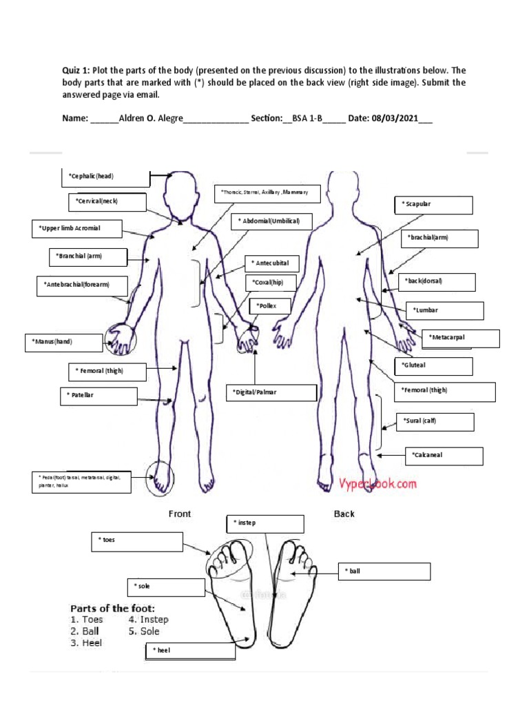 Quiz 1 Parts of The Body | PDF | Foot | Toe