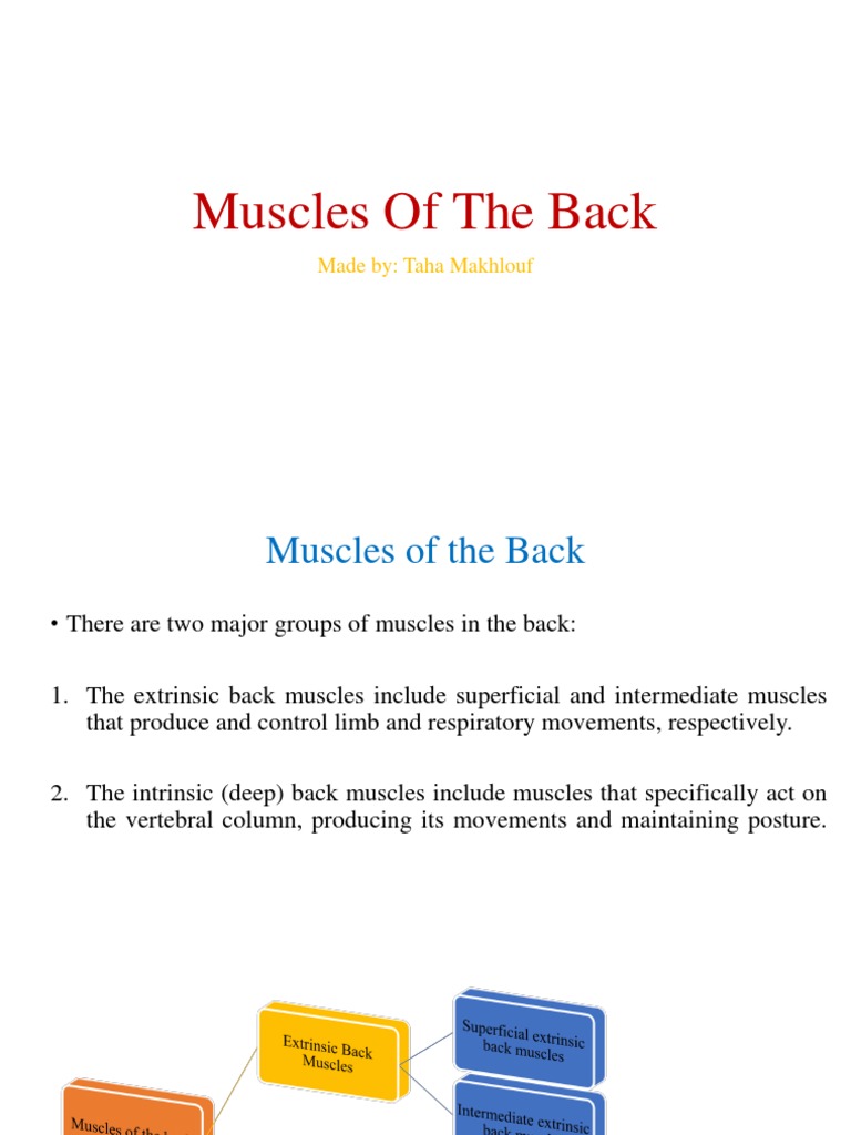 Muscles of The Back | Download Free PDF | Vertebra | Vertebral Column