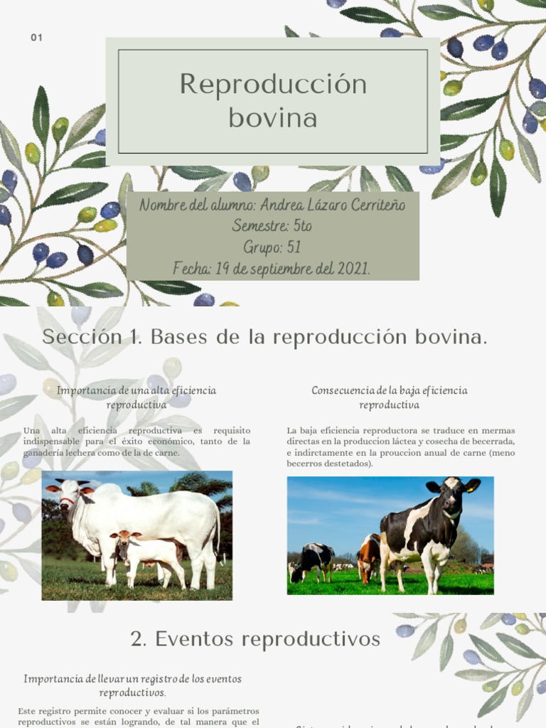Reproducción Bovina. | PDF | Vacas | Carne