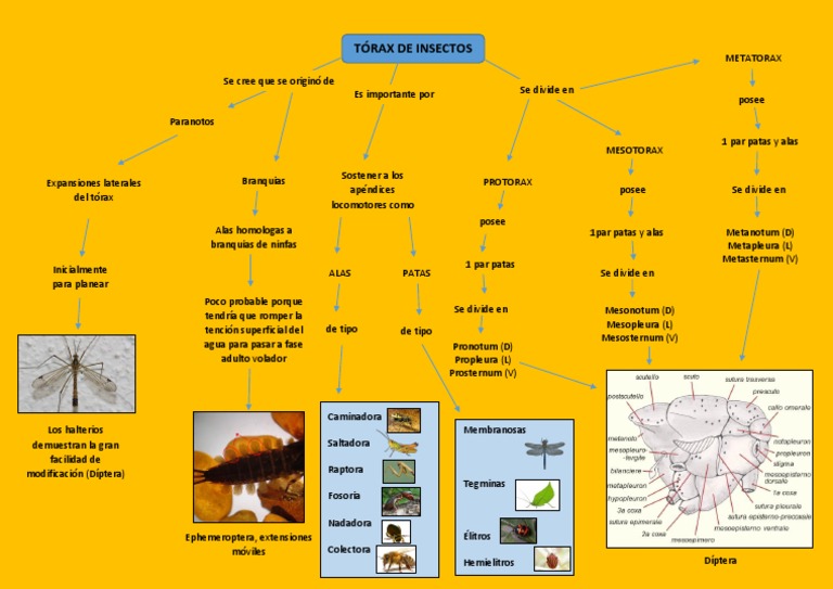 Tórax de Insecto | PDF | Zoología | Insectos