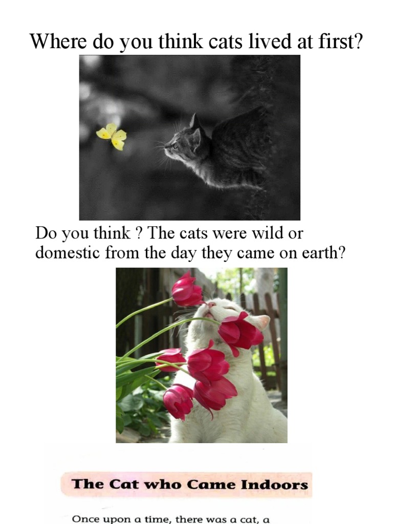 An Exploration of the Early Origins and Domestication of Cats: Were the ...