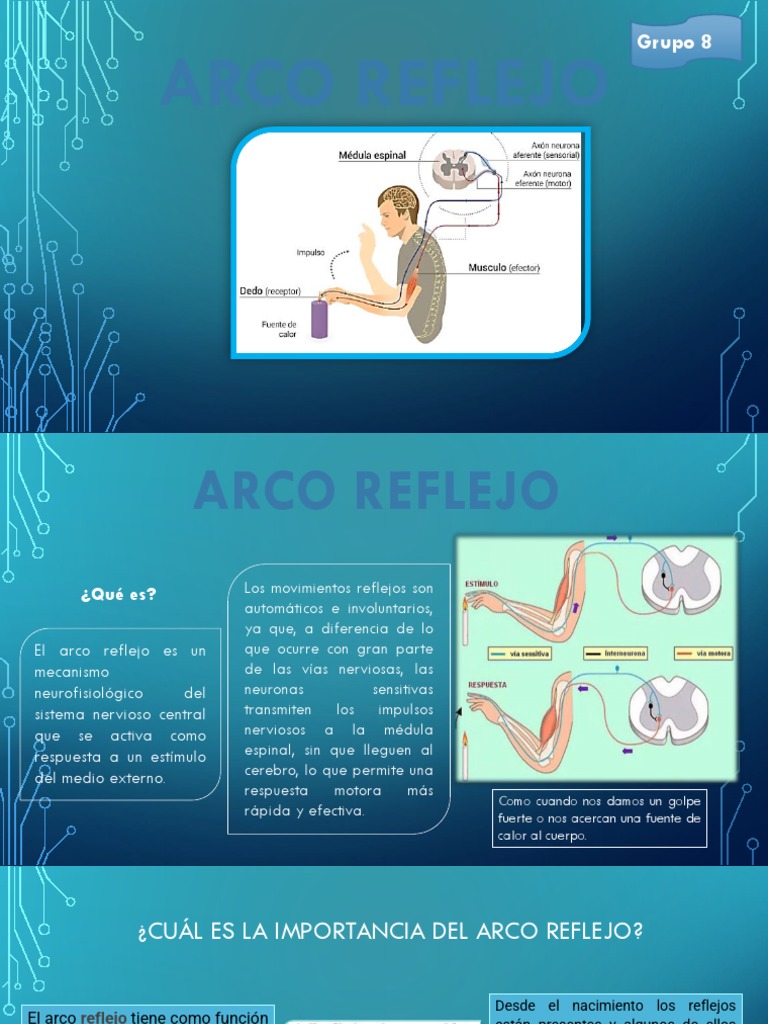 Importancia y componentes del arco reflejo | PDF | Neurona | Sistema ...
