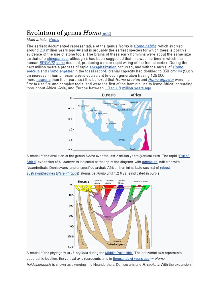 Evolution of Genus | PDF | Homo | Human