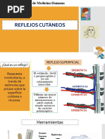 Tracto Rubroespinal | PDF | Cerebro | Neuroanatomía