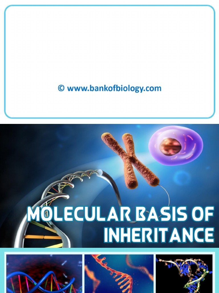 6 Molecular Basis of Inheritance PPT Part 1 | PDF