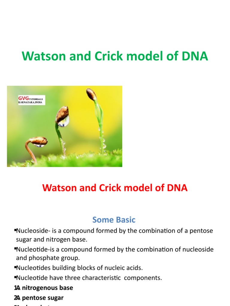 Watson and Crick Model of DNA | PDF | Dna | Nucleic Acid Double Helix
