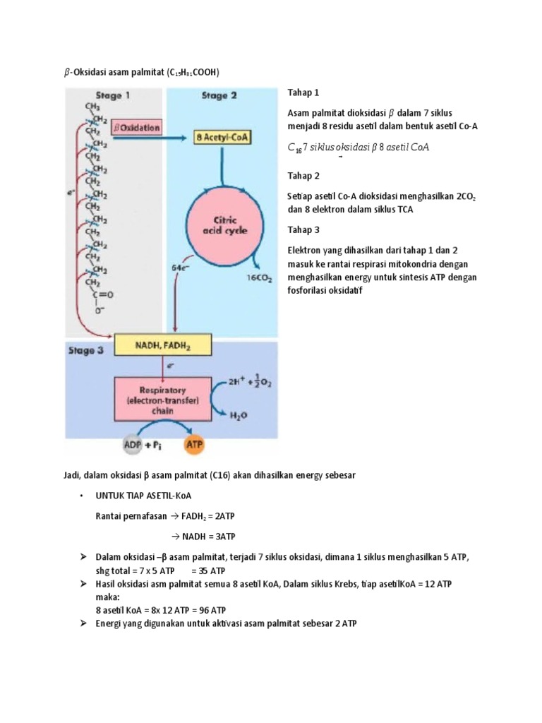 Proses β-Oksidasi Asam Palmitat | PDF | Sains & Matematika