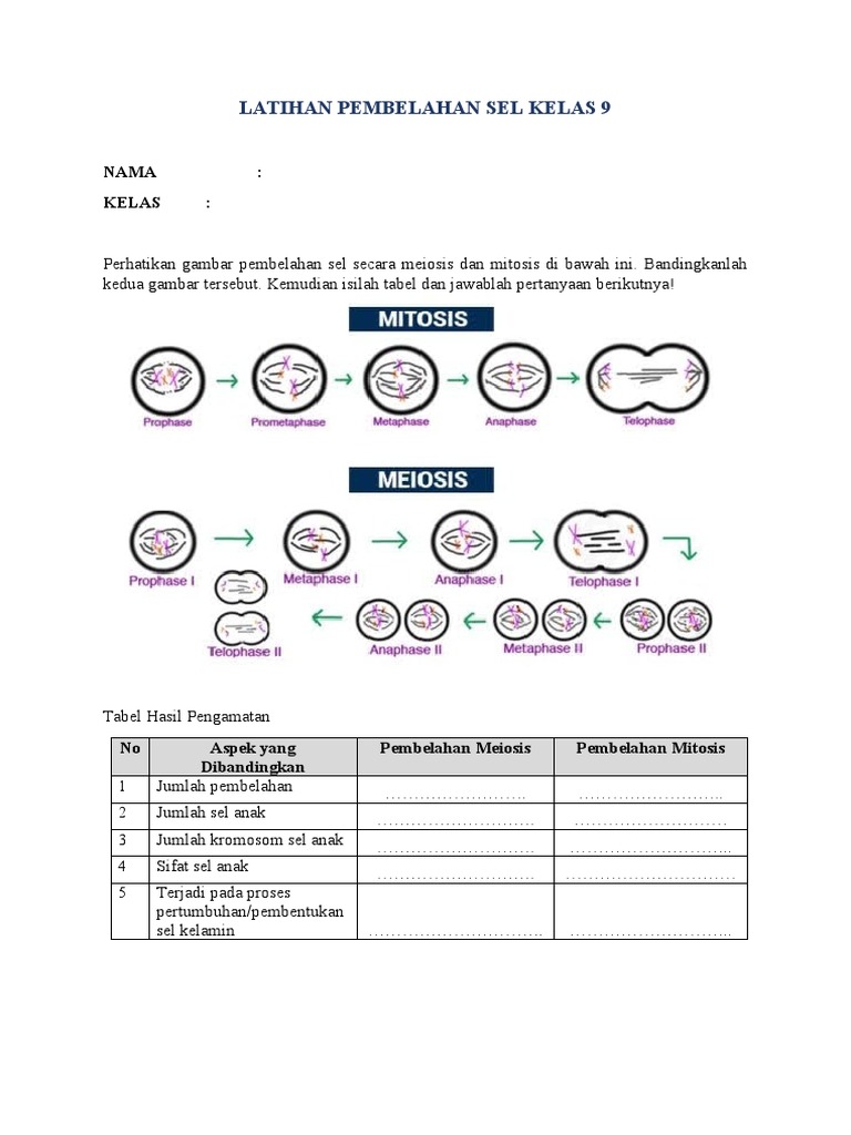 Latihan Pembelahan Sel Kelas 9 | PDF