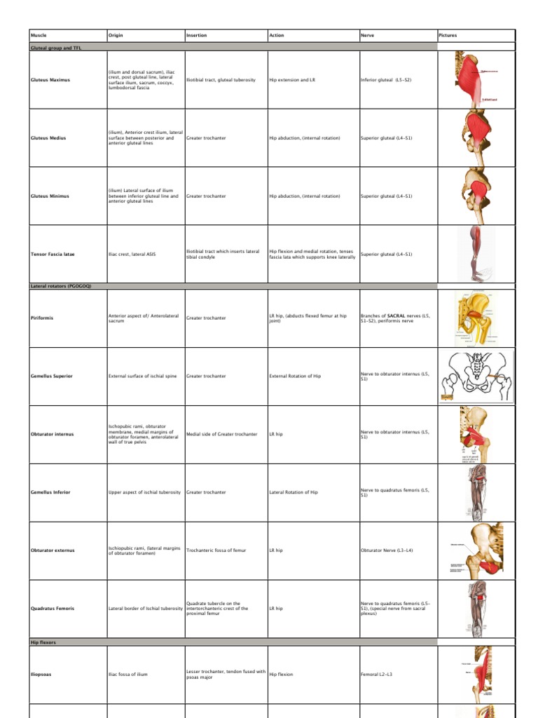 Lower Limb Muscle Origin and Action Chart | PDF | Foot | Human Leg