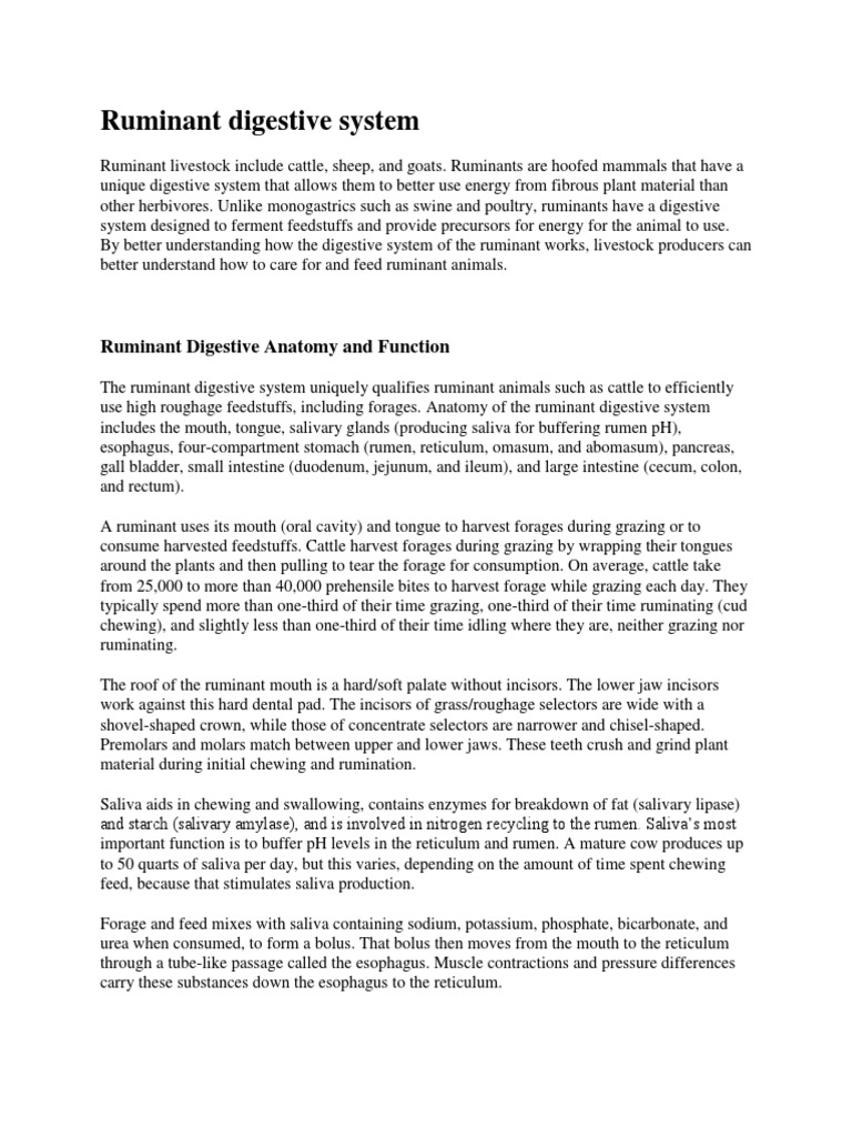 Ruminant Digestive System | PDF | Ruminant | Digestion
