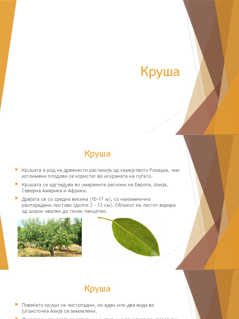 Krusa | PDF