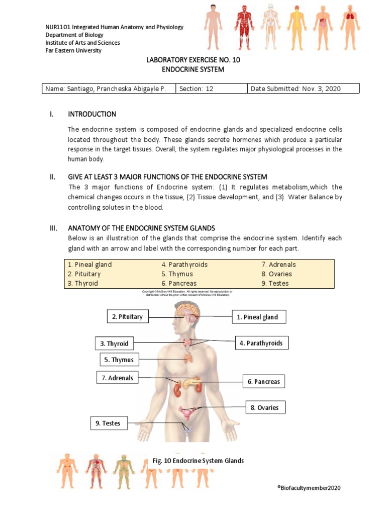 Lab - Exercise10 - Endocrine System | PDF | Endocrine System | Adrenal ...