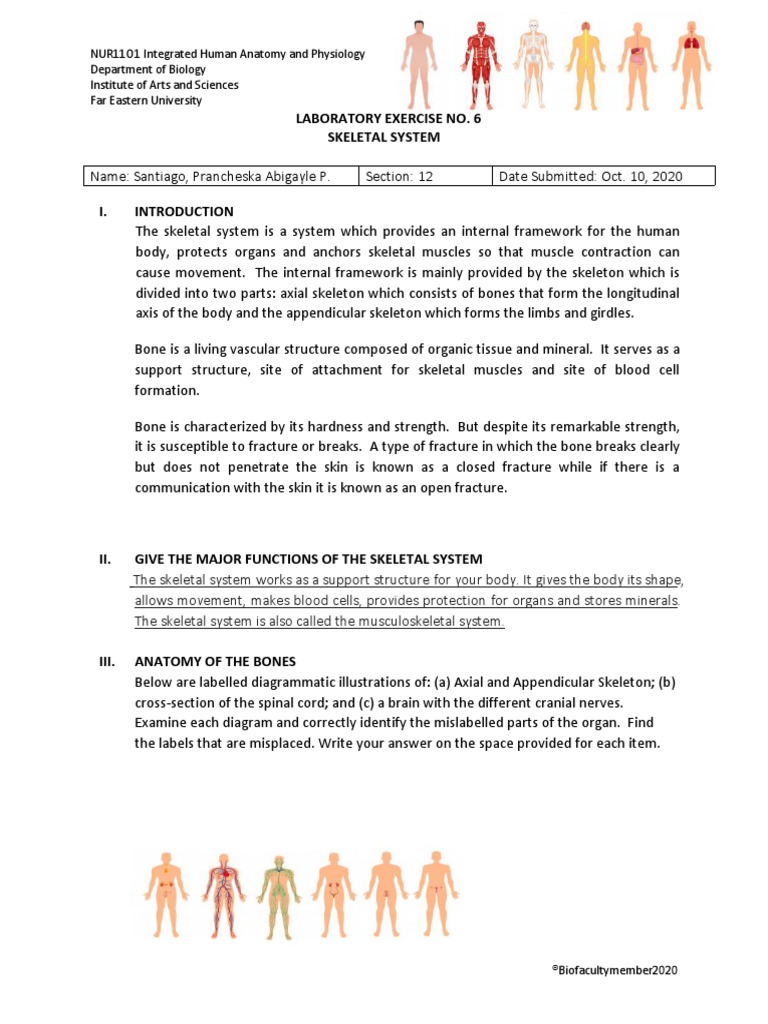 Laboratory Exercise No. 6 Skeletal System | PDF | Skeleton | Bone