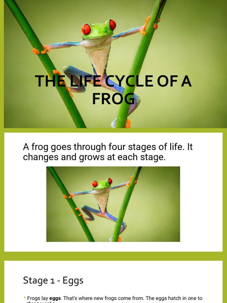 Life Cycle of Frog | PDF