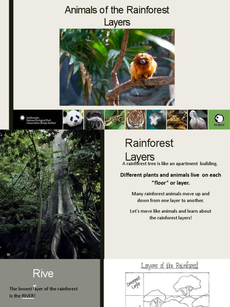 Rain Forest Layer Animals | PDF | Home & Garden