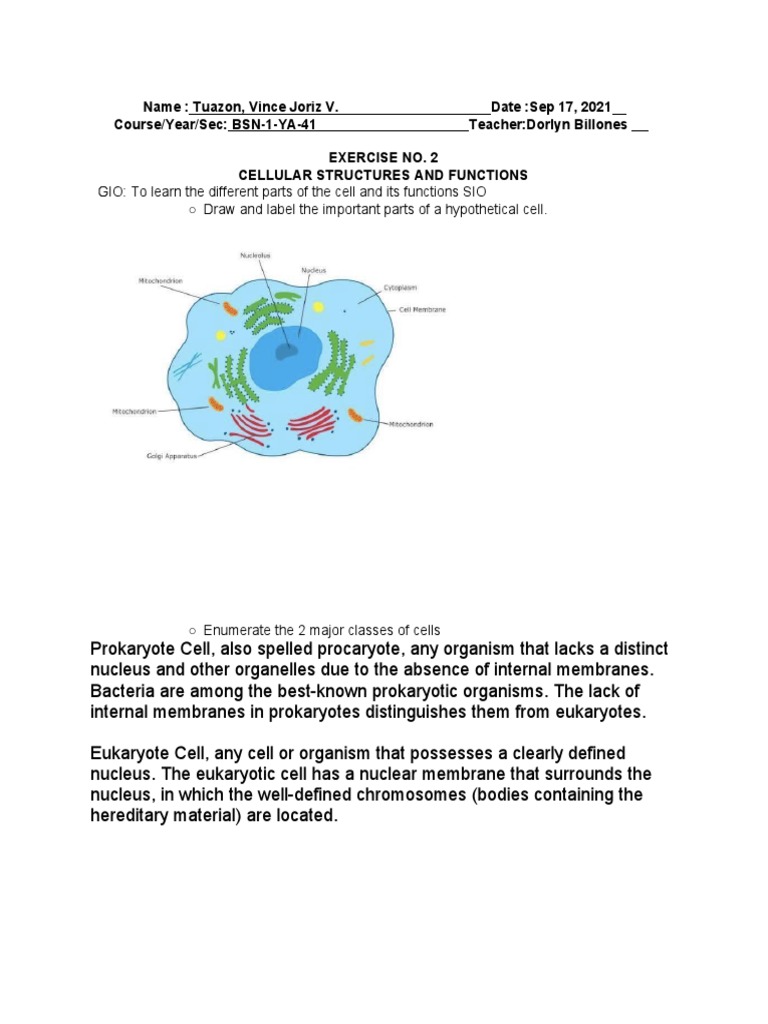 WEEK 3 LAB EXERCISE Cell Structures and Functions | PDF | Cell (Biology) | Cell Nucleus