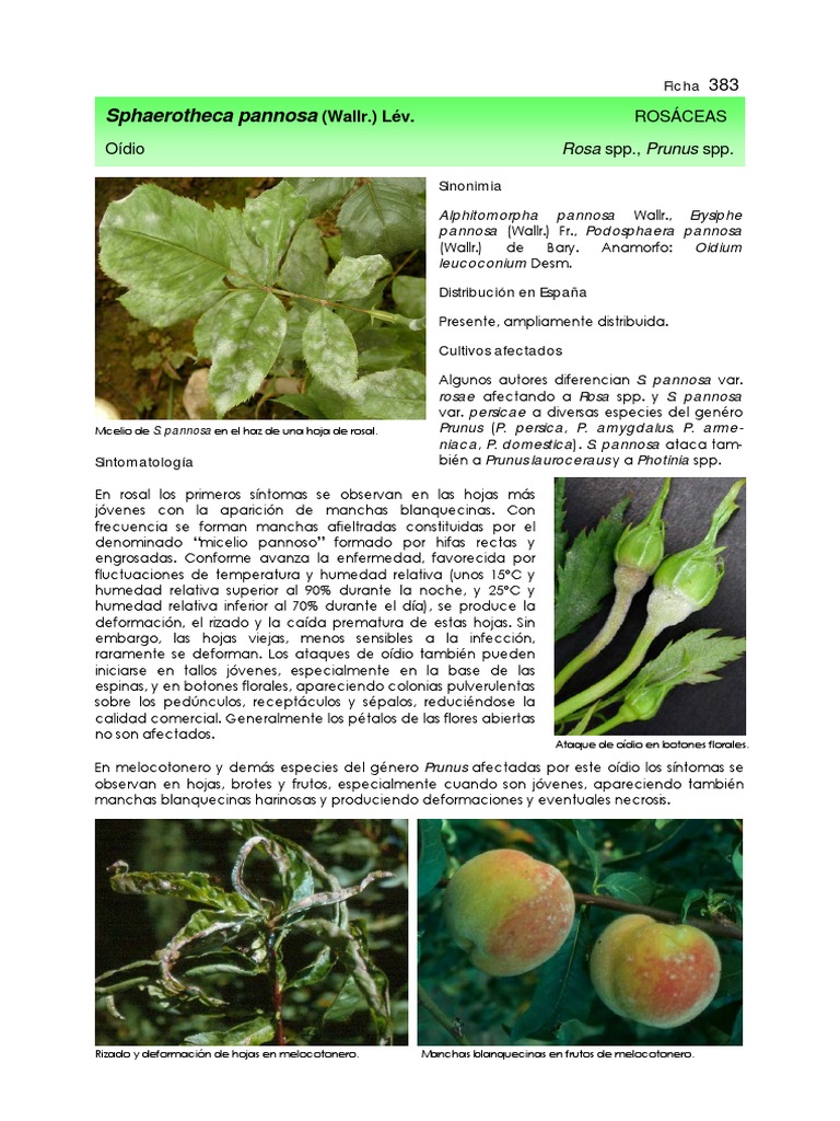 Oidio en Rosa Articulo | PDF | Rosa | melocotón