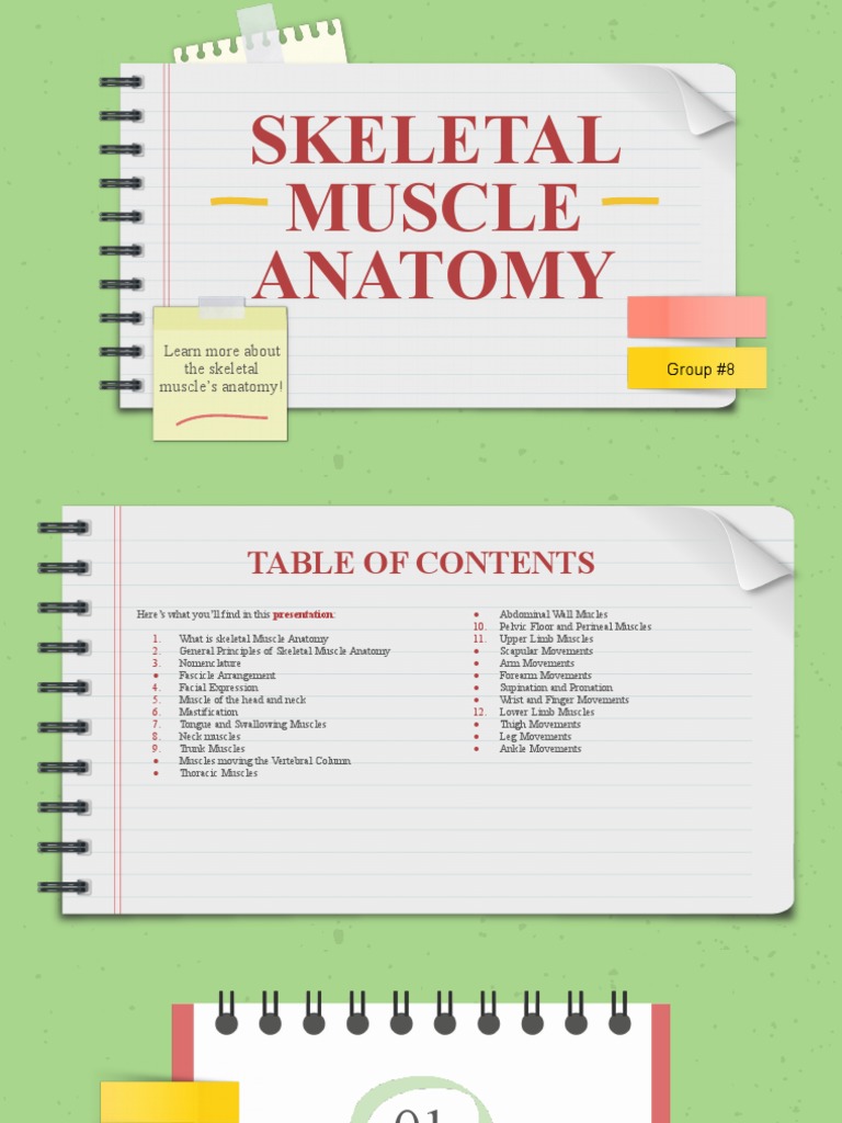 Skeletal Muscle Anatomy | PDF | Human Leg | Anatomical Terms Of Motion