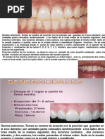 Caras y Anatomía de los Dientes | PDF | Odontología | Anatomia dental